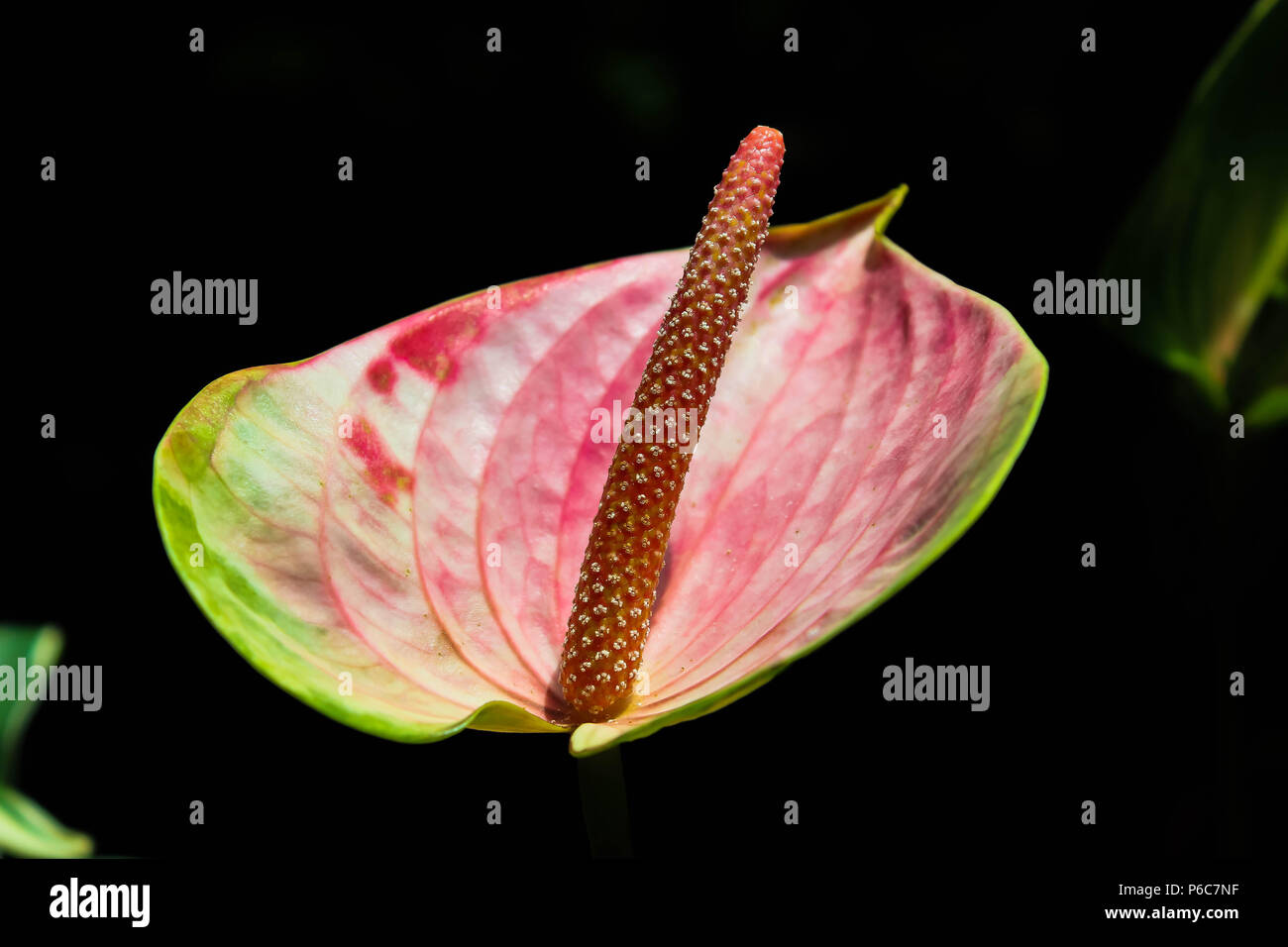 Creation of life hi-res stock photography and images - Alamy