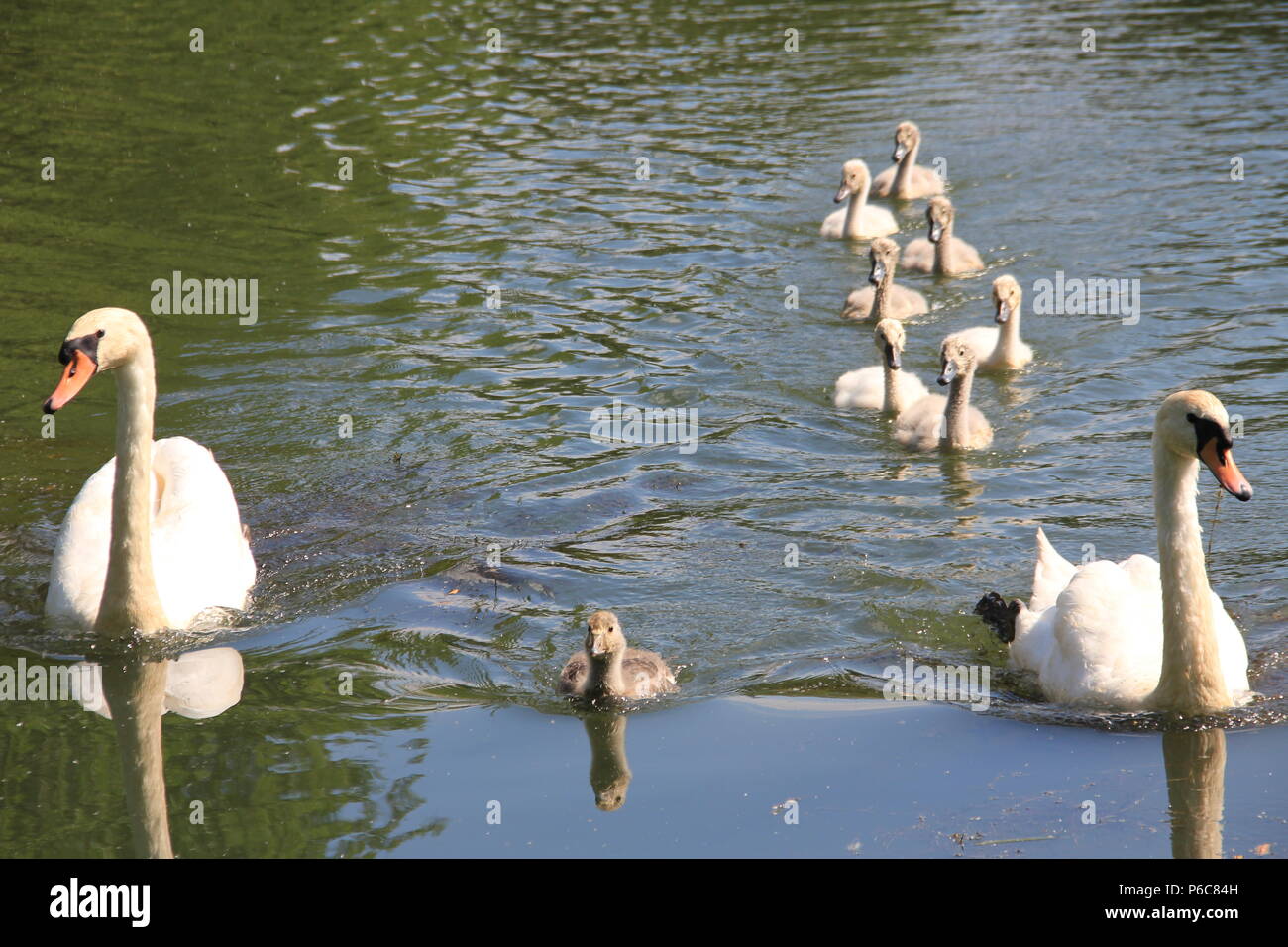 Swan family with adopted Goose In Nijmegen Stock Photo - Alamy