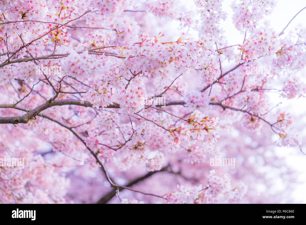 Beautiful cherry blossom in spring hi-res stock photography and images ...