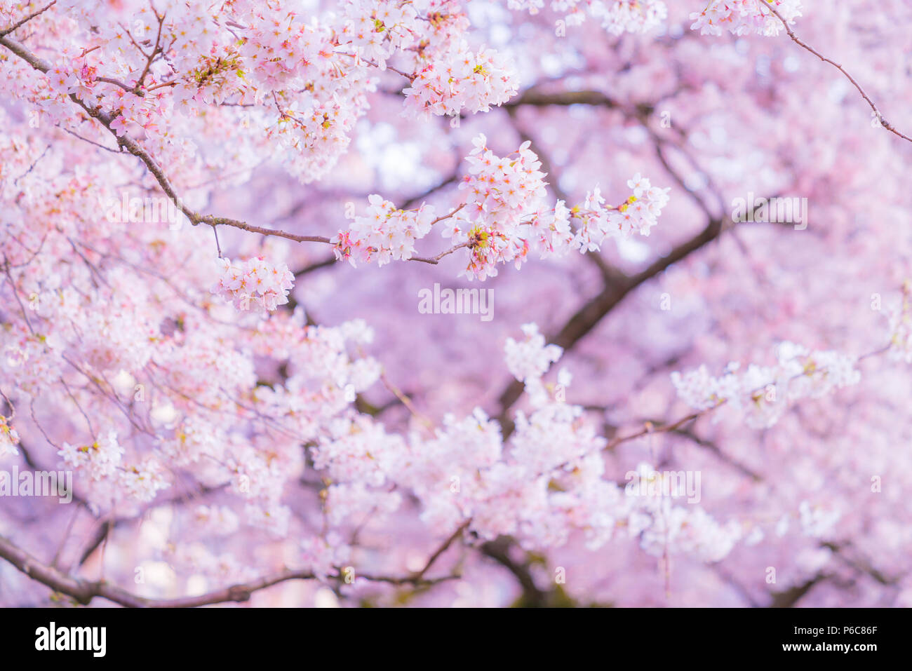 Beautiful cherry blossom in spring hi-res stock photography and images ...
