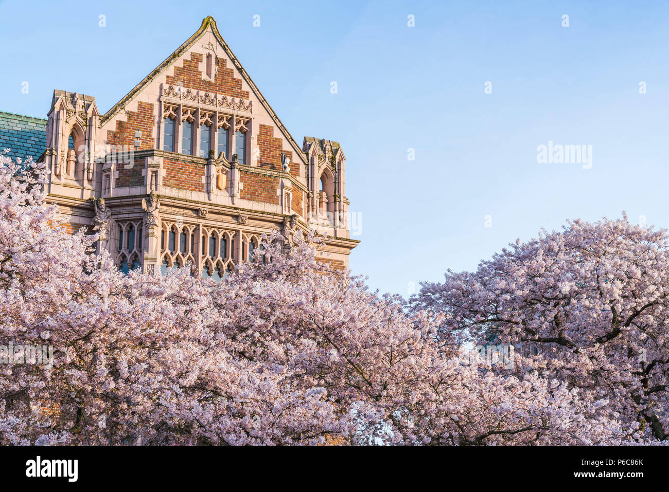 university of Washington,Seattle,washingto n,usa. 04-03-2017: cherry ...