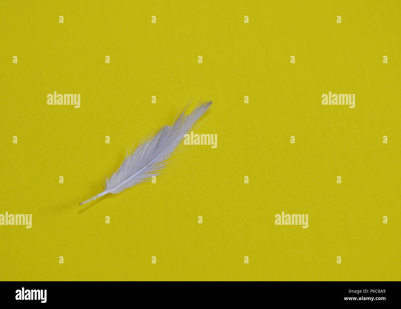 Pinion Feather High Resolution Stock Photography and Images - Alamy