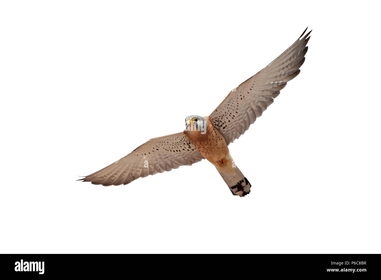 Lesser kestrel in flight isolated on a white background Stock Photo - Alamy
