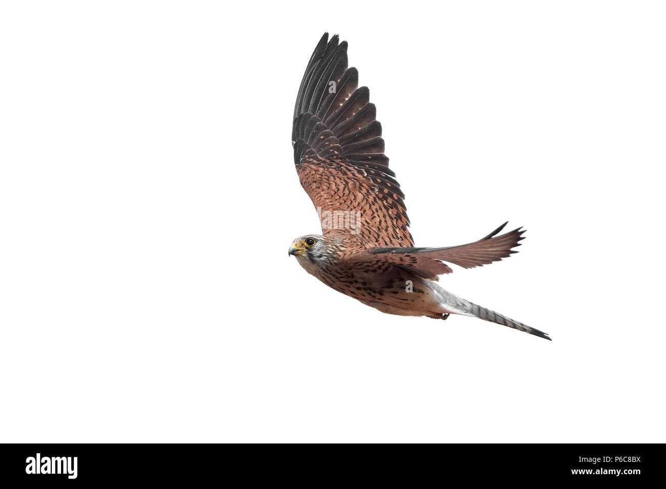 Lesser kestrel in flight isolated on a white background Stock Photo - Alamy