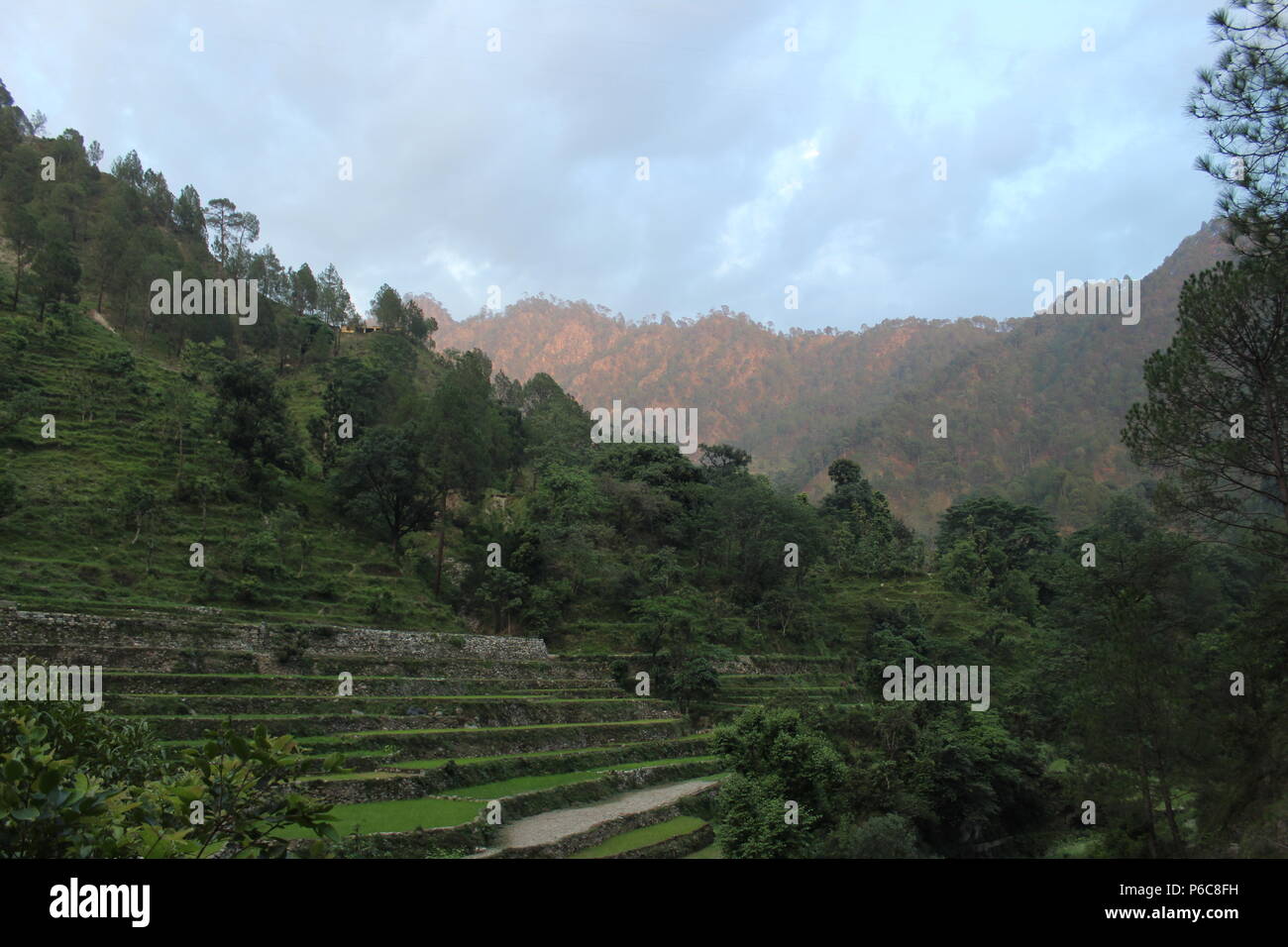 Rice field beautiful hi-res stock photography and images - Alamy