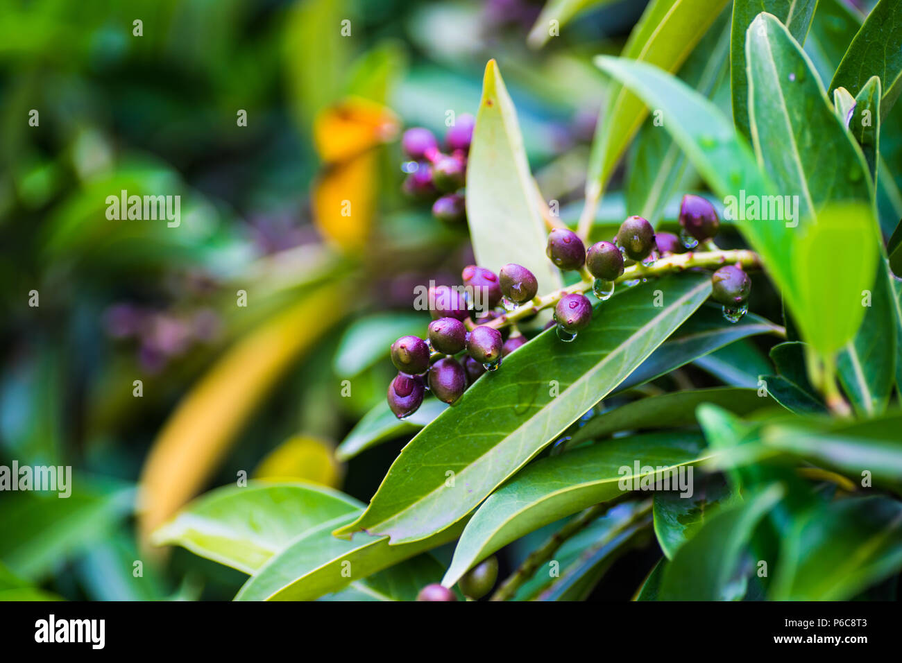 Evergreen cherry laurel plant as a antural backgrund with closeup ...
