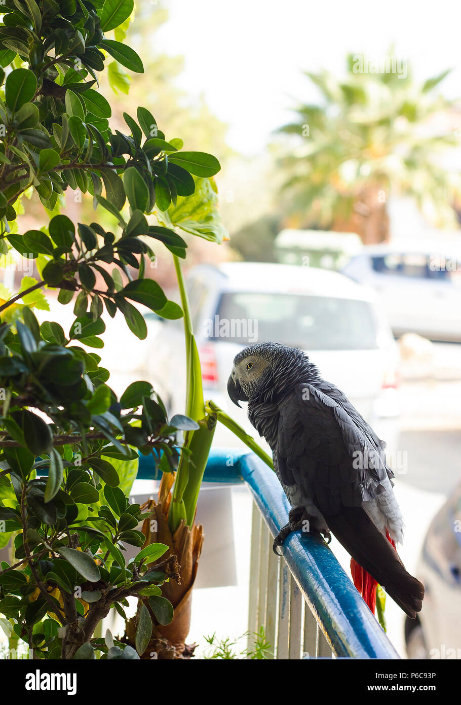 African grey parrot sitting on balcony under tree. Psittacus erithacus ...