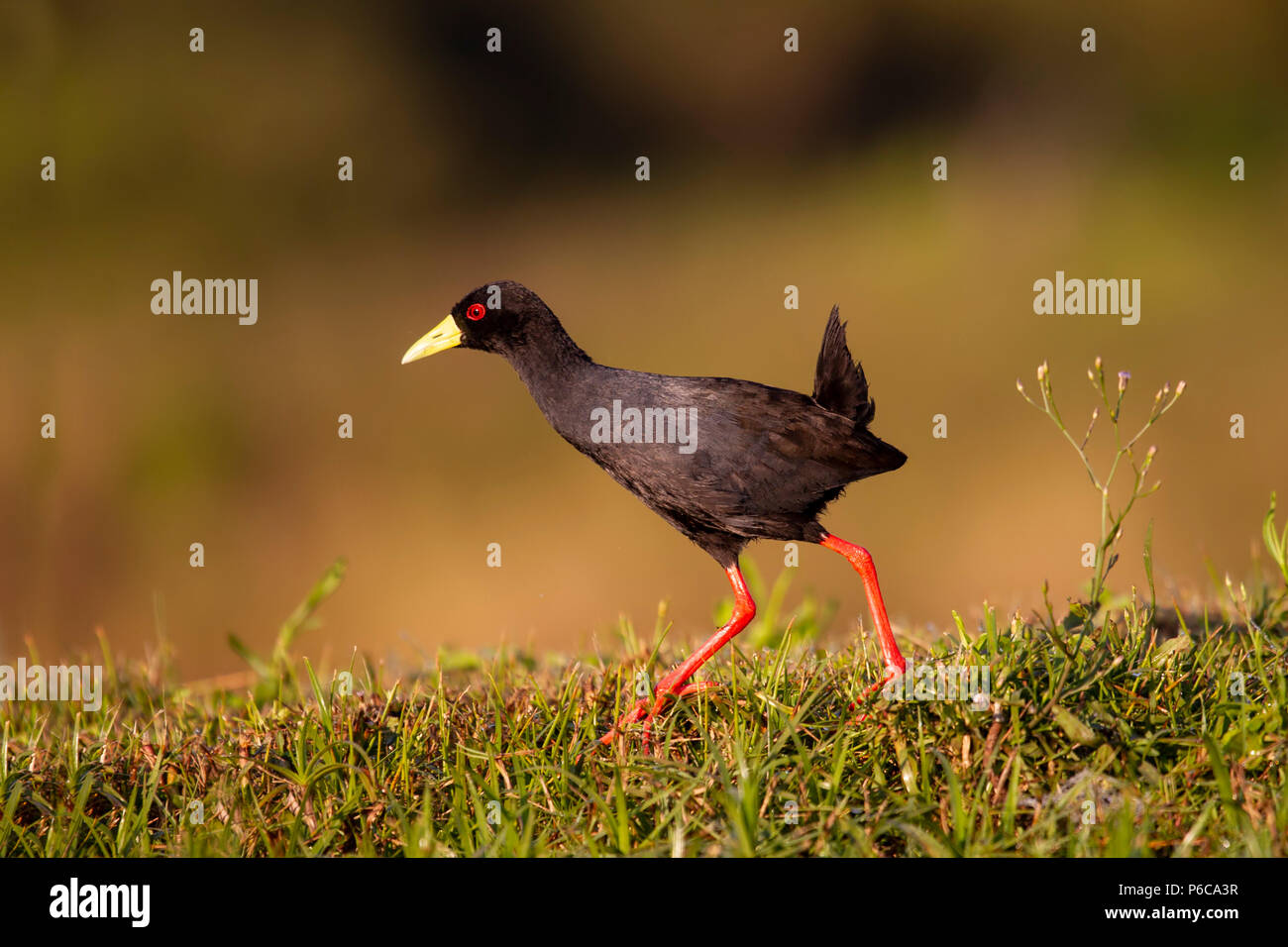 Black Crake Amaurornis flavirostra picking its way across the wet grass ...