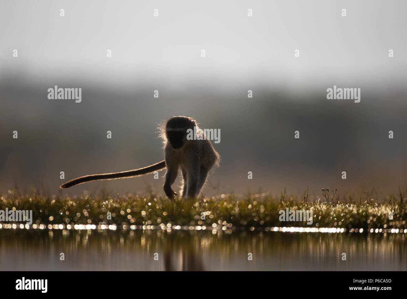 Vervet Monkey Cercopithecus pygerythrus or Green Monkey rim lit against ...