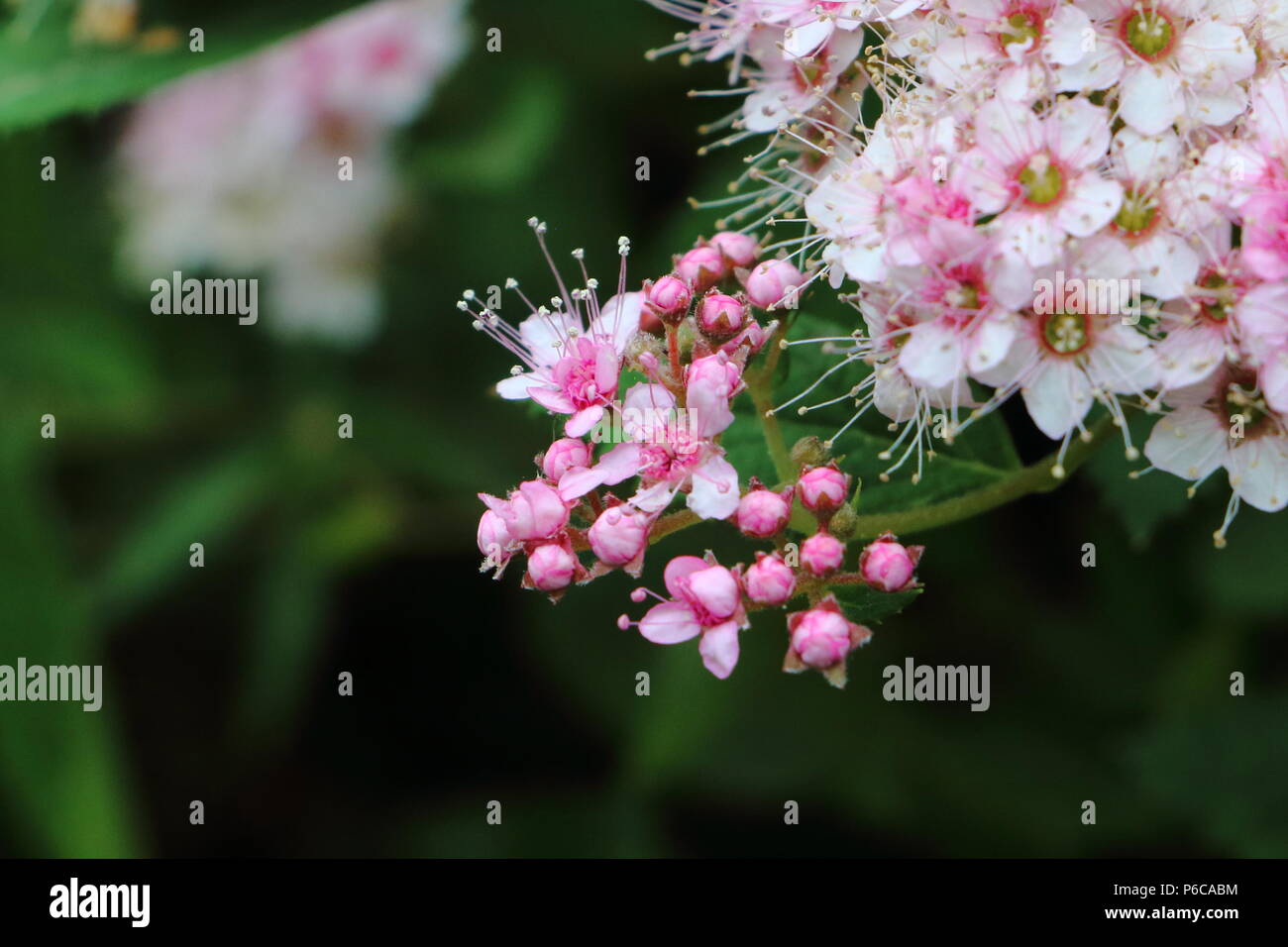 The pink flowers of spiraea japonica hi-res stock photography and ...