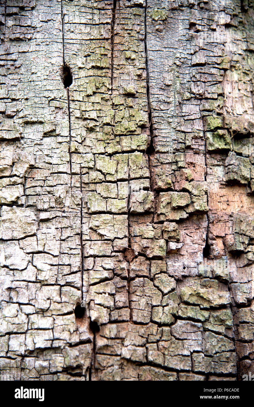 Texture skin of the tree Stock Photo - Alamy