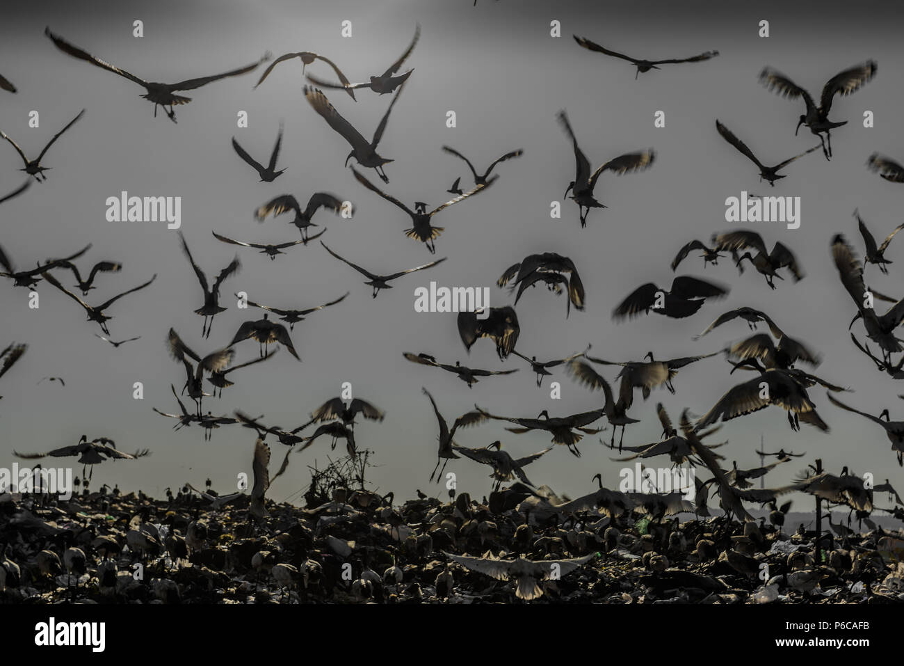 A flock of Sacred Ibis settle on the rubbish dump at the Robinson Deep ...