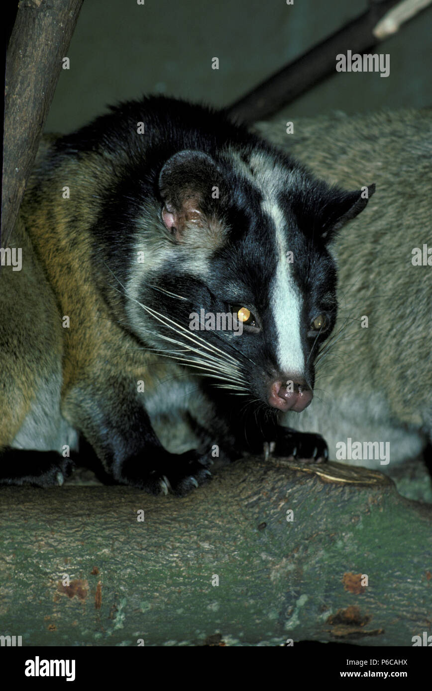 NOT 986636 MASKED PALM CIVET Paguma larvata se Asia likely vector of ...
