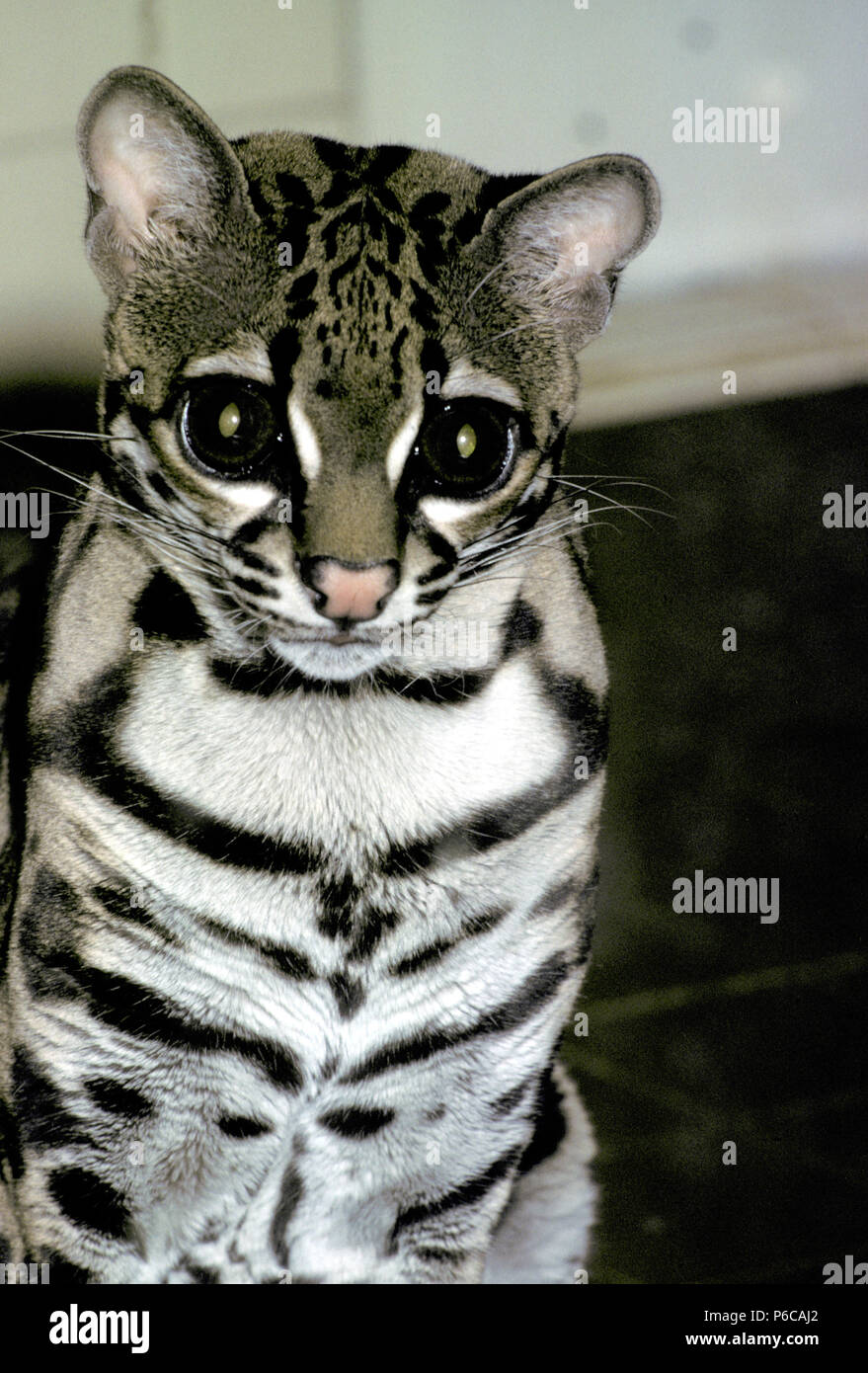 Margay Pet