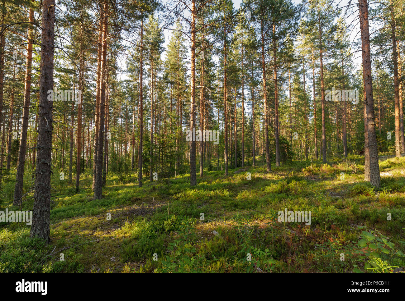 Finland forest floor hi-res stock photography and images - Alamy