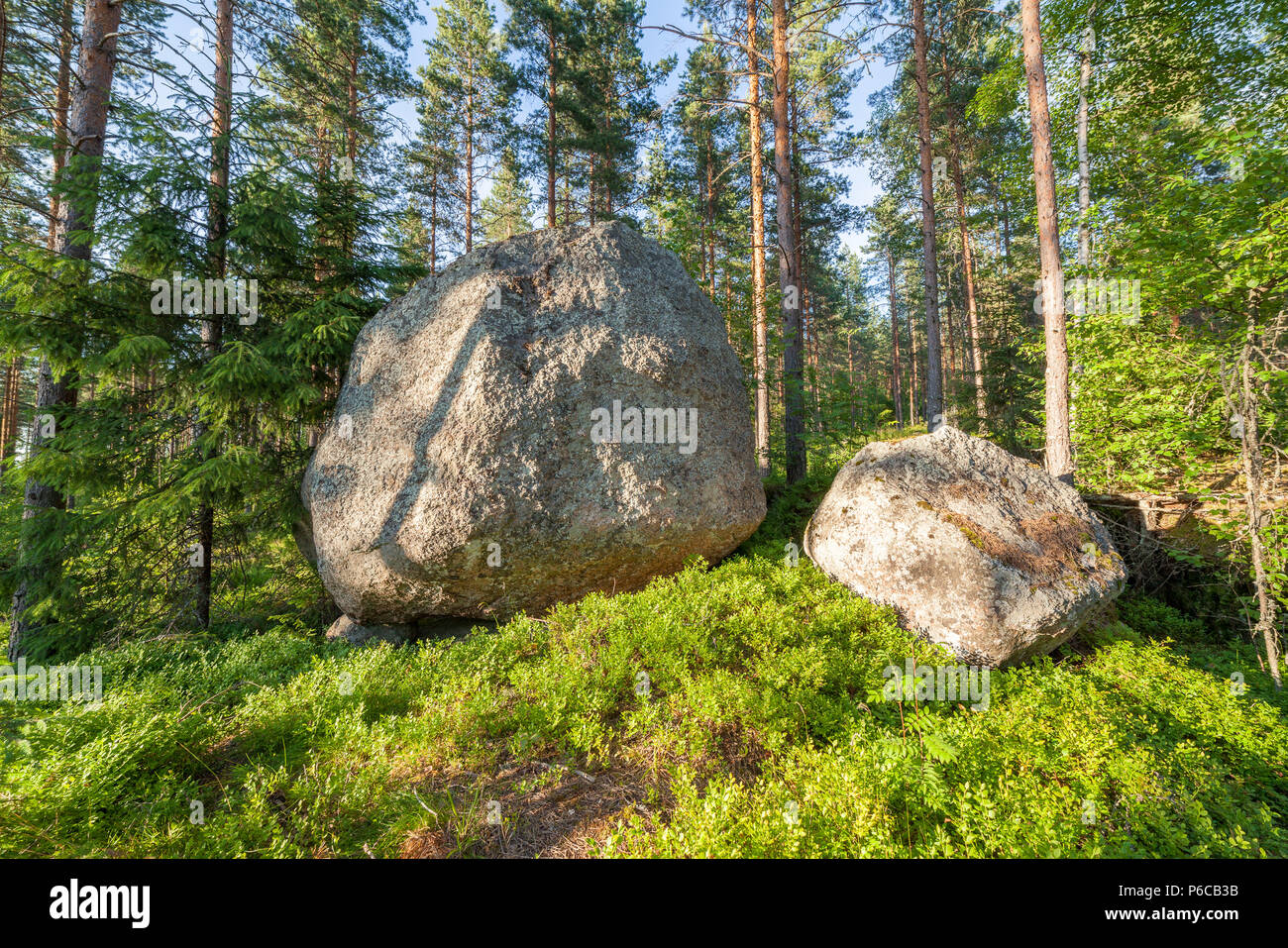 Forest in Finlad at summer day Stock Photo - Alamy