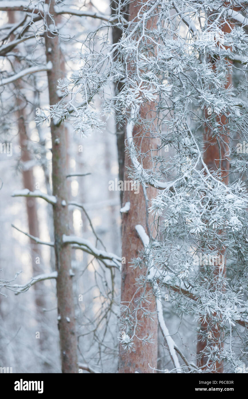 Frozen tree in forest Stock Photo - Alamy