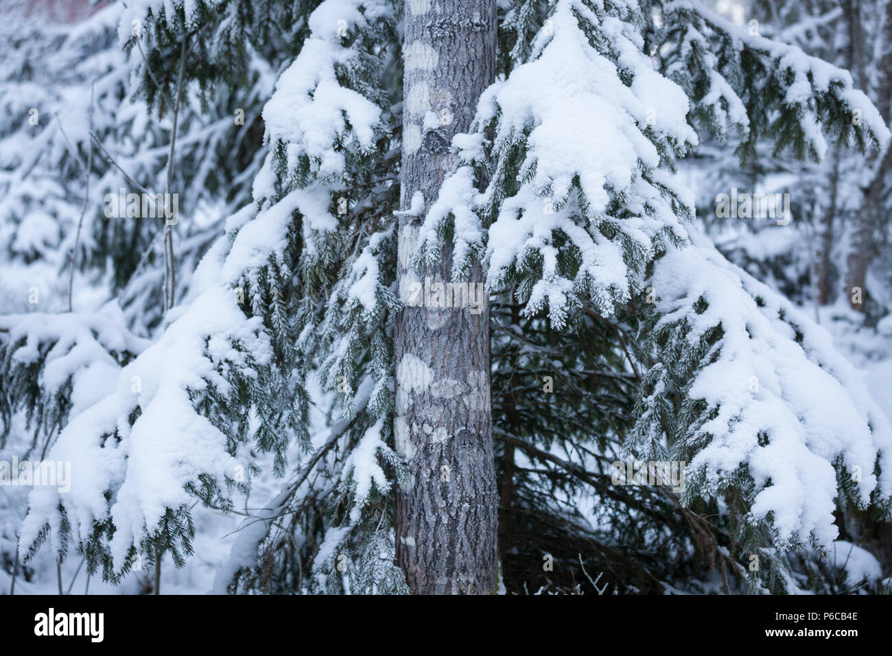 Frozen tree in forest Stock Photo - Alamy