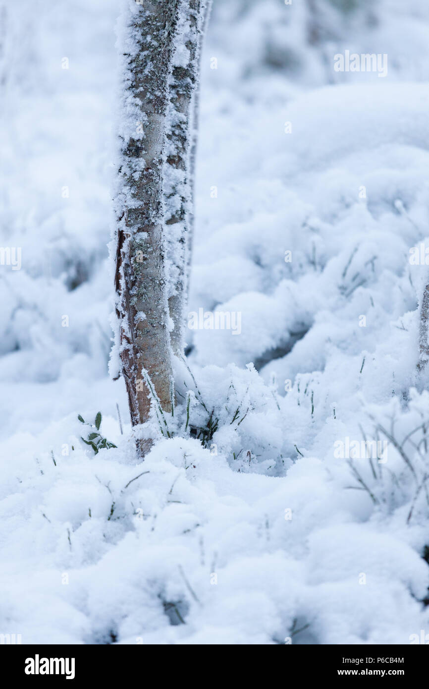 Frozen tree in forest Stock Photo - Alamy
