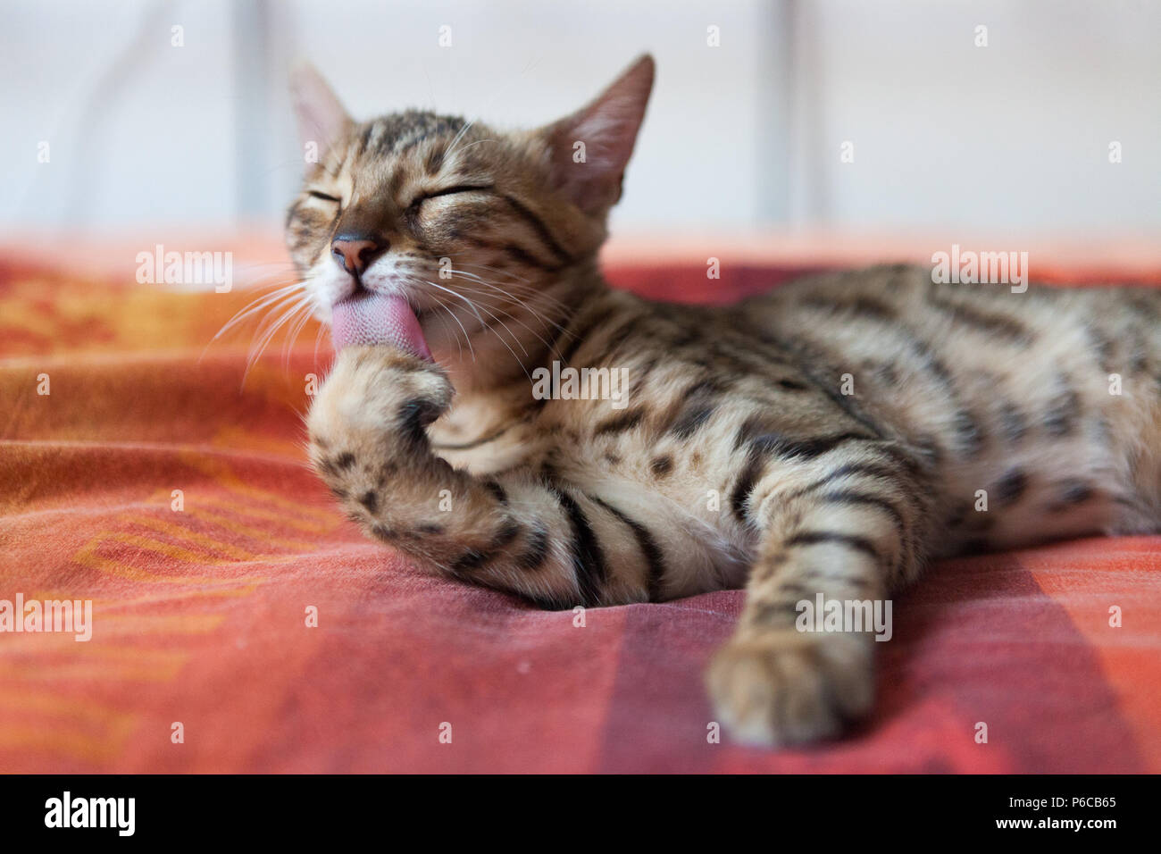 Bengal cat washing itself Stock Photo - Alamy