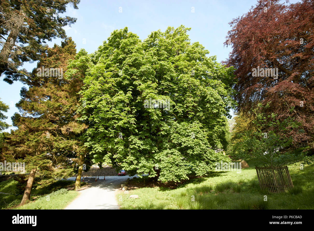 large horse chestnut tree lake district cumbria england uk Stock Photo ...