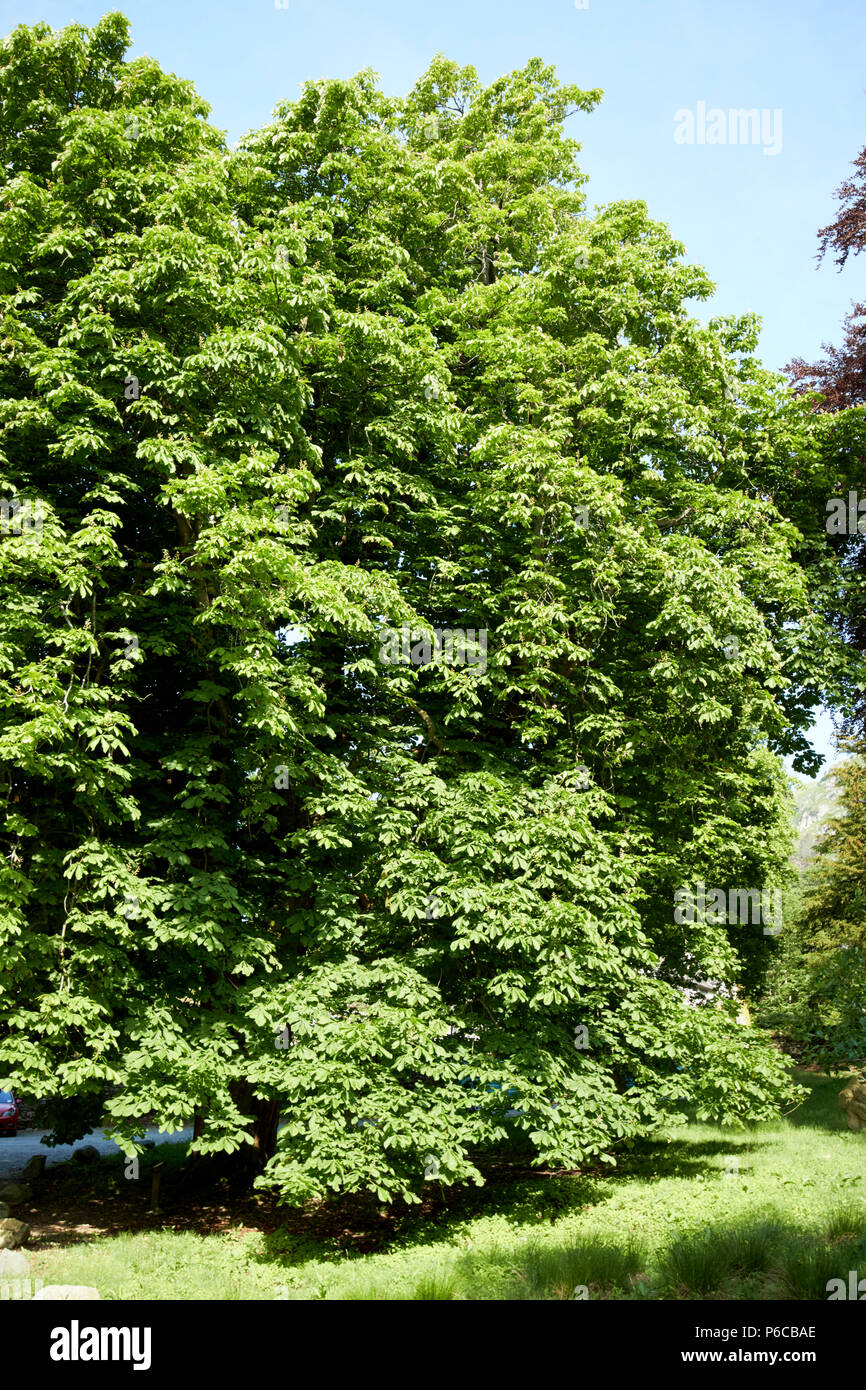 large horse chestnut tree lake district cumbria england uk Stock Photo ...