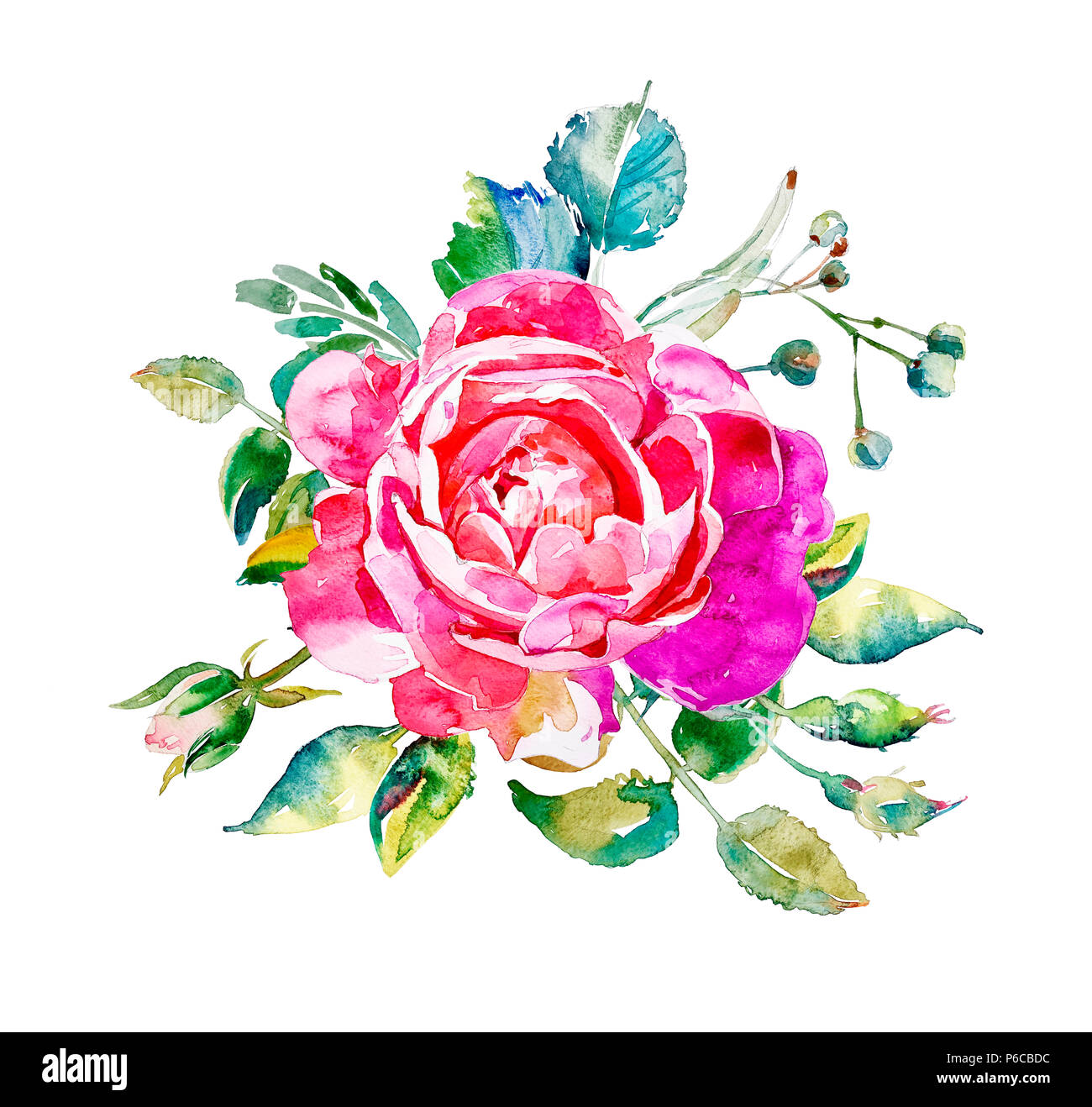 handmade watercolor rose illustration isolated on white background ...