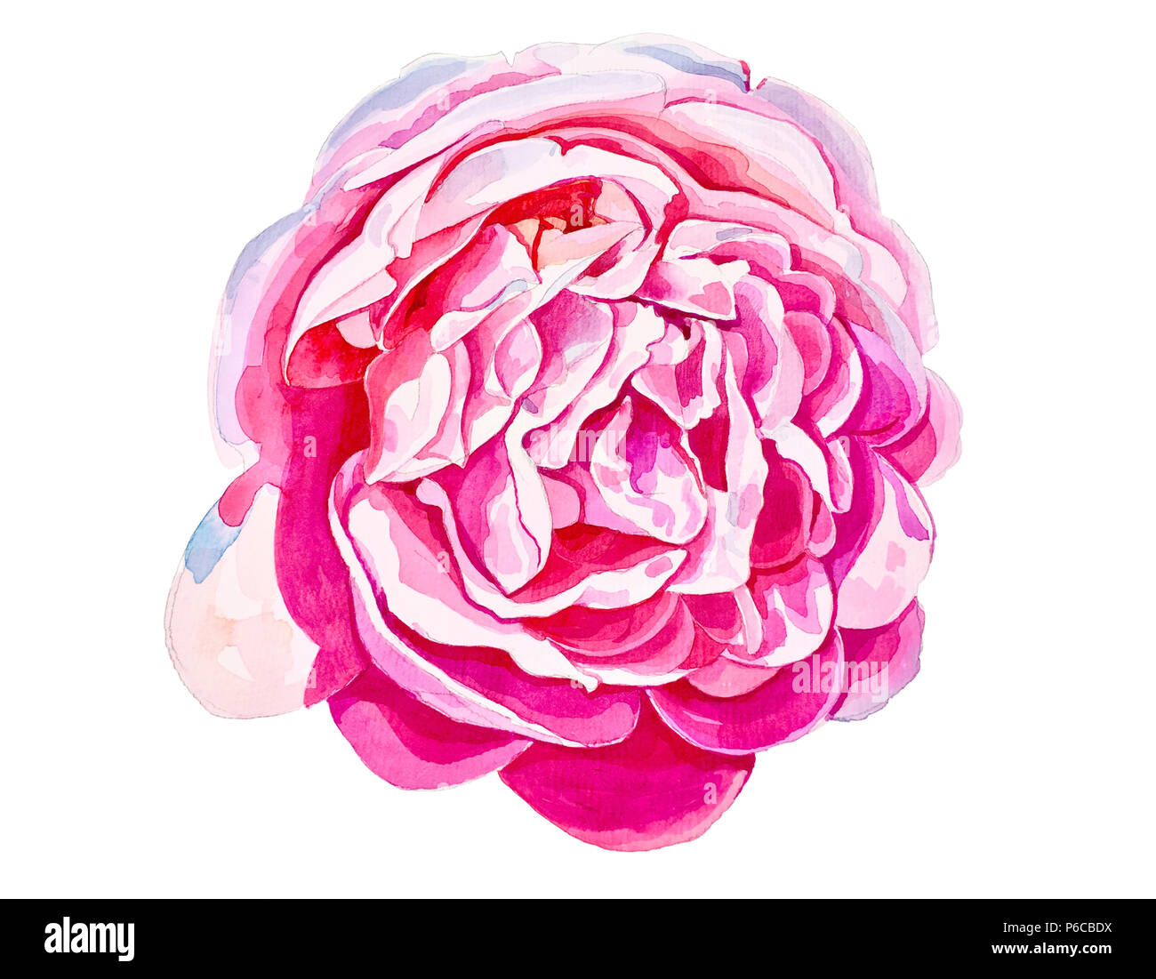 bright pink rose isolated on white background, handmade watercolor ...