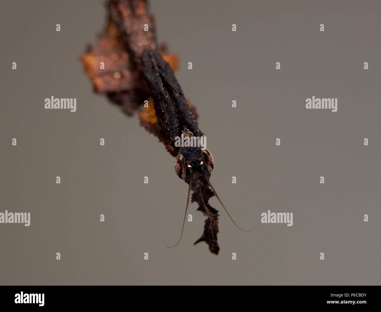 Phyllocrania hi-res stock photography and images - Alamy