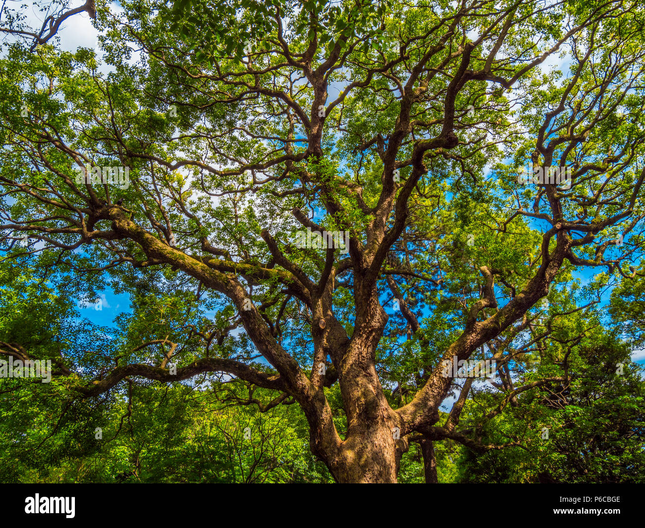 Tokyo vegetation hi-res stock photography and images - Alamy