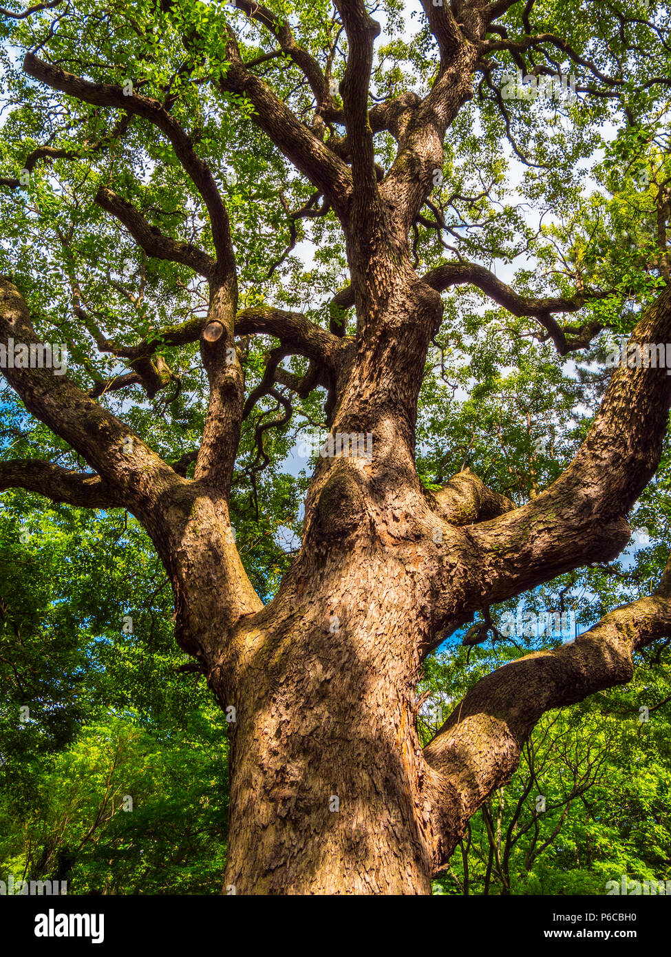 Amazing trees and vegetation at Imperial Palace East Gardens in Tokyo ...