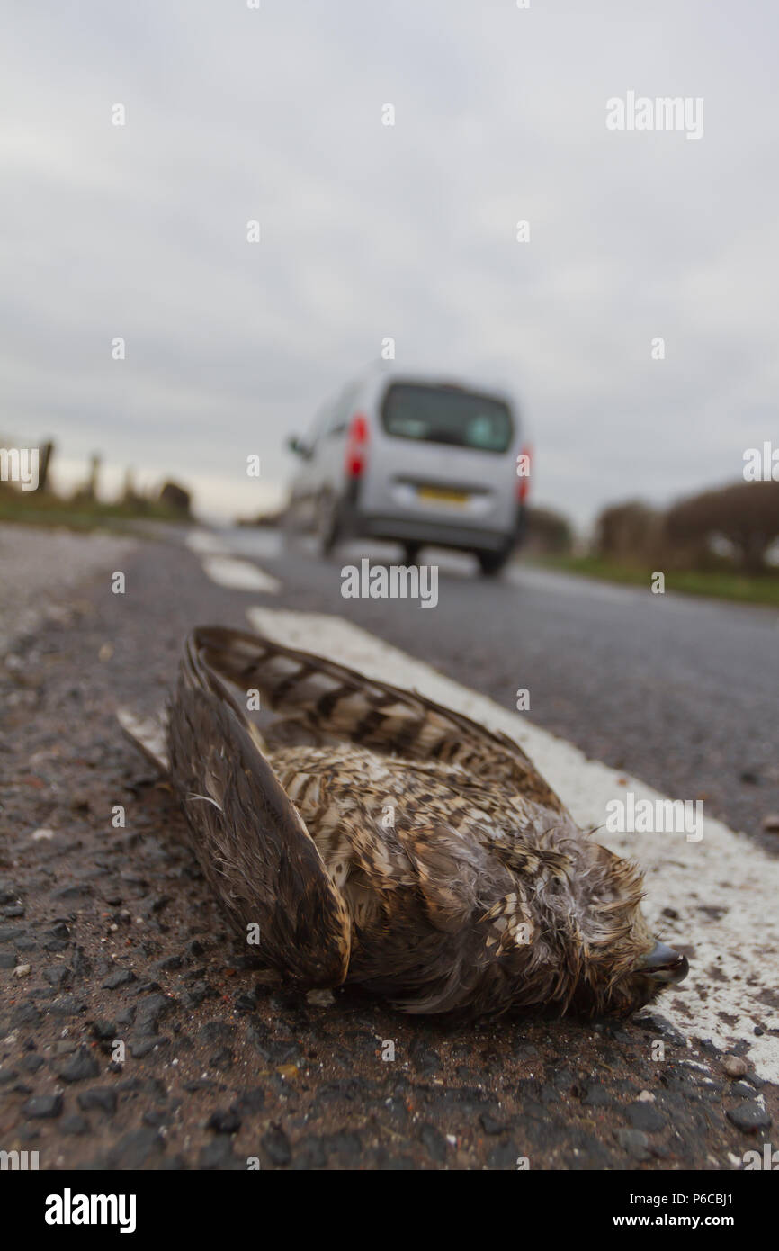Sparrowhawk, Accipiter nisus, victim of roadkill with cars, UK Stock ...