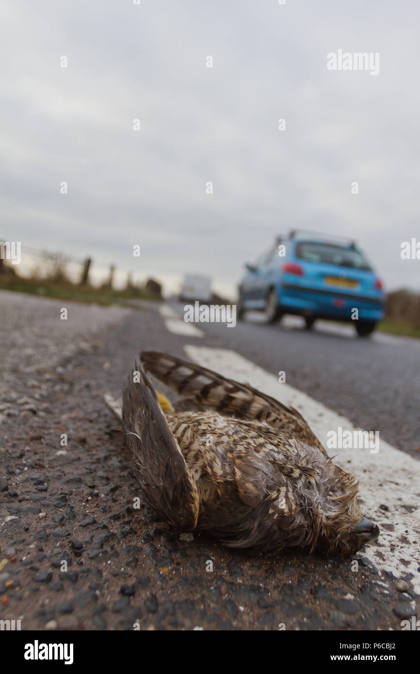 Sparrowhawk, Accipiter nisus, victim of roadkill with cars, UK Stock ...