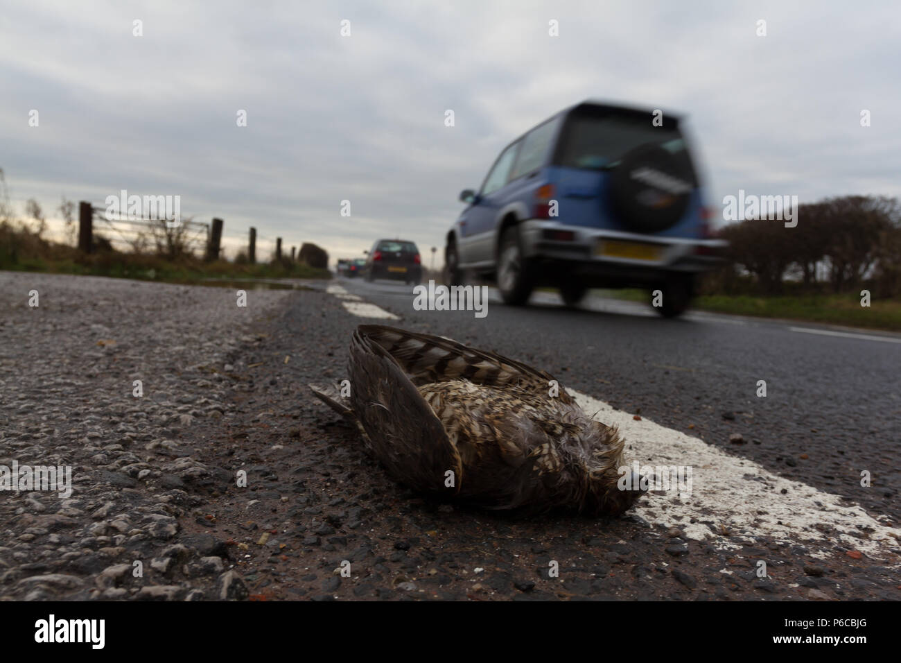 Sparrowhawk, Accipiter nisus, victim of roadkill with cars, UK Stock ...