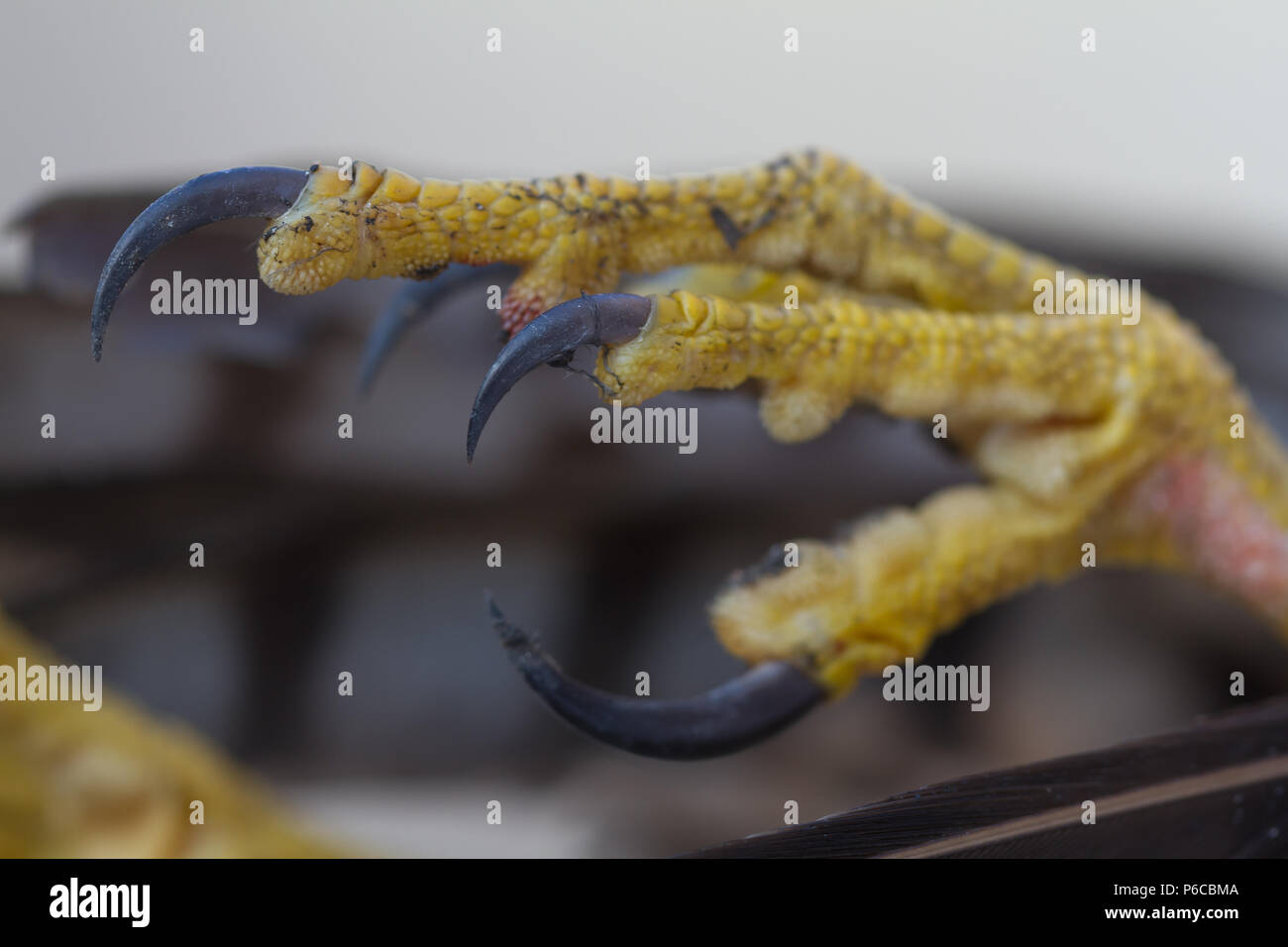 Sparrowhawk talons hi-res stock photography and images - Alamy