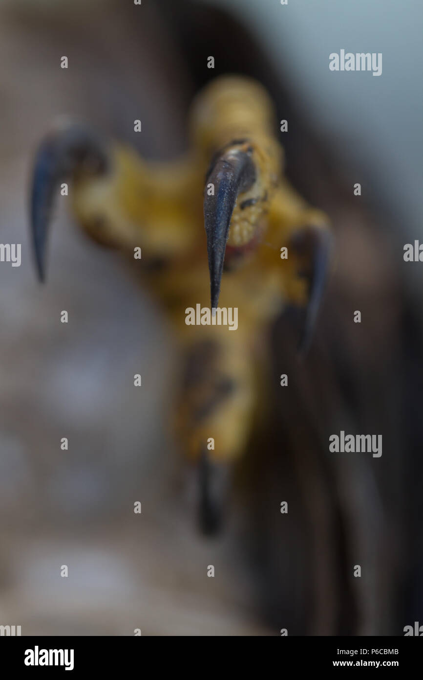 Sparrowhawk uk close up hi-res stock photography and images - Alamy