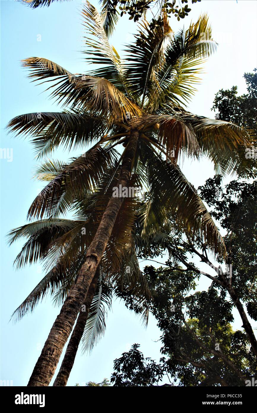 A Coconut Tree standing on a leg Stock Photo - Alamy