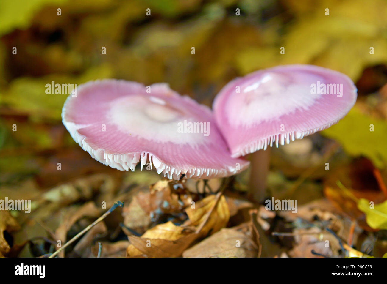 mycena pura mushrooms in the forest Stock Photo - Alamy
