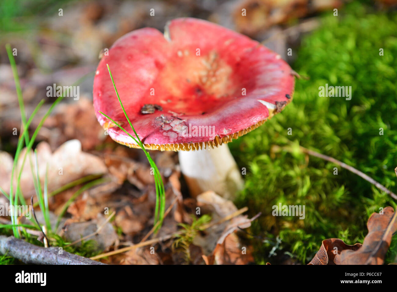 a red russula mushroom in the forest Stock Photo - Alamy
