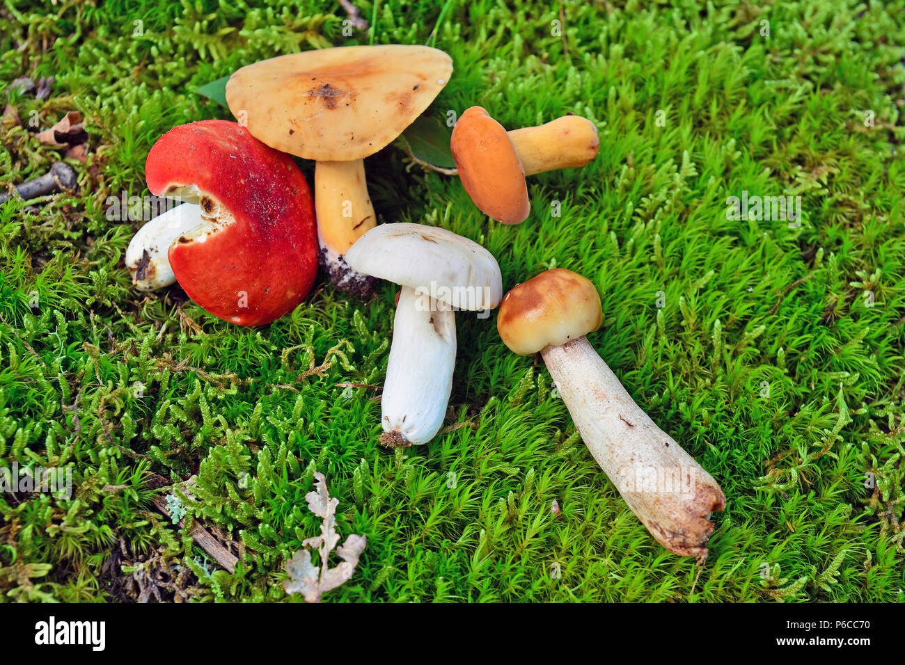 edible russula and lactarius mushrooms Stock Photo - Alamy