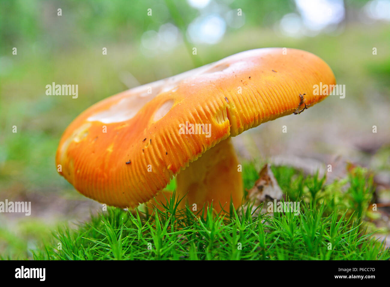 Caesars mushroom hi-res stock photography and images - Alamy