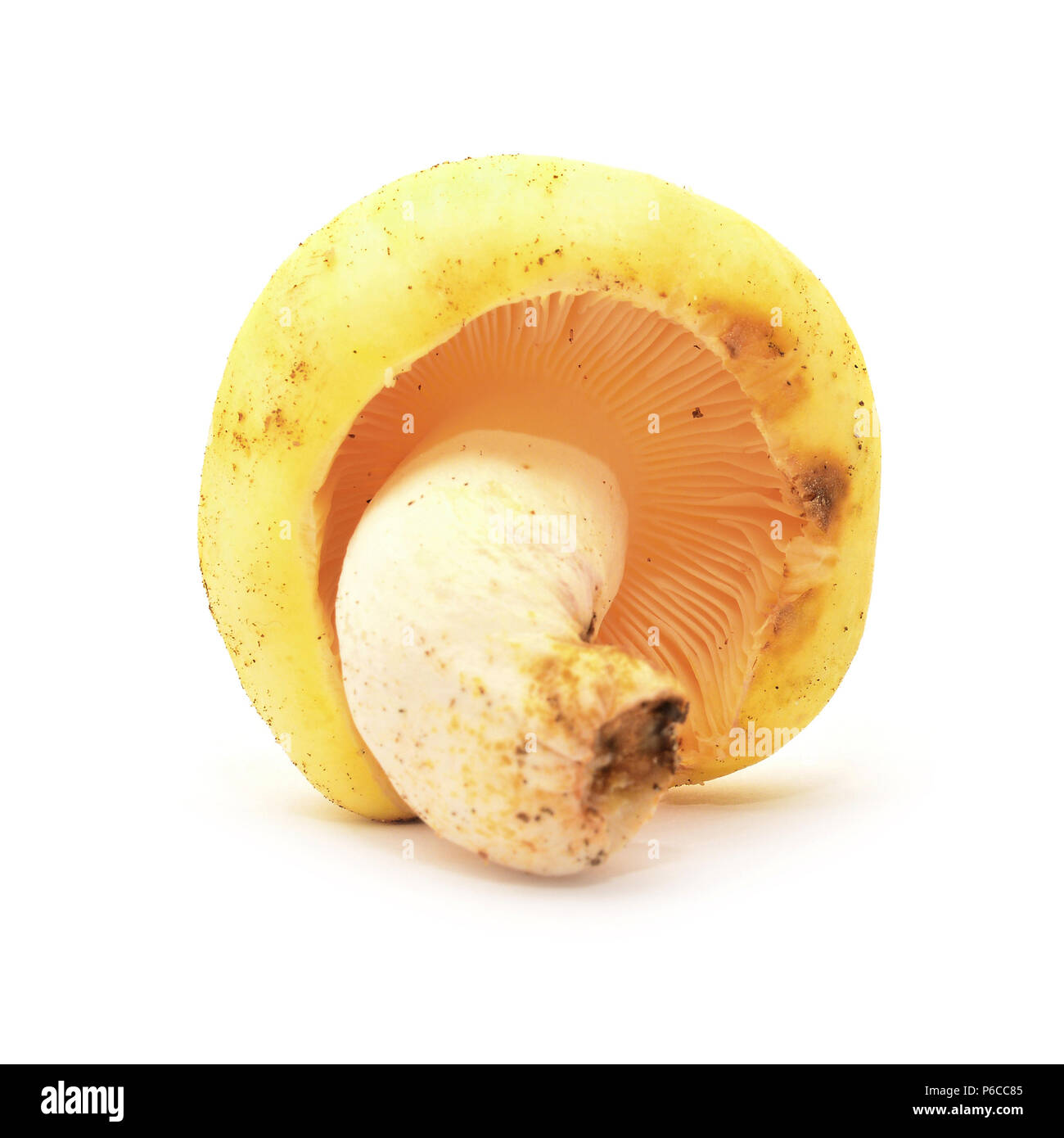 russula violeipes mushroom isolated on white background Stock Photo - Alamy