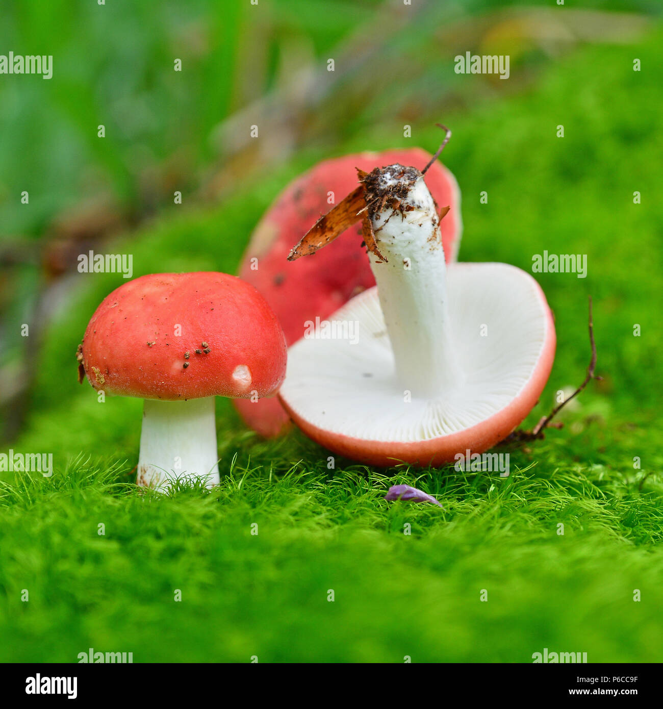 Russula mushrooms hi-res stock photography and images - Alamy