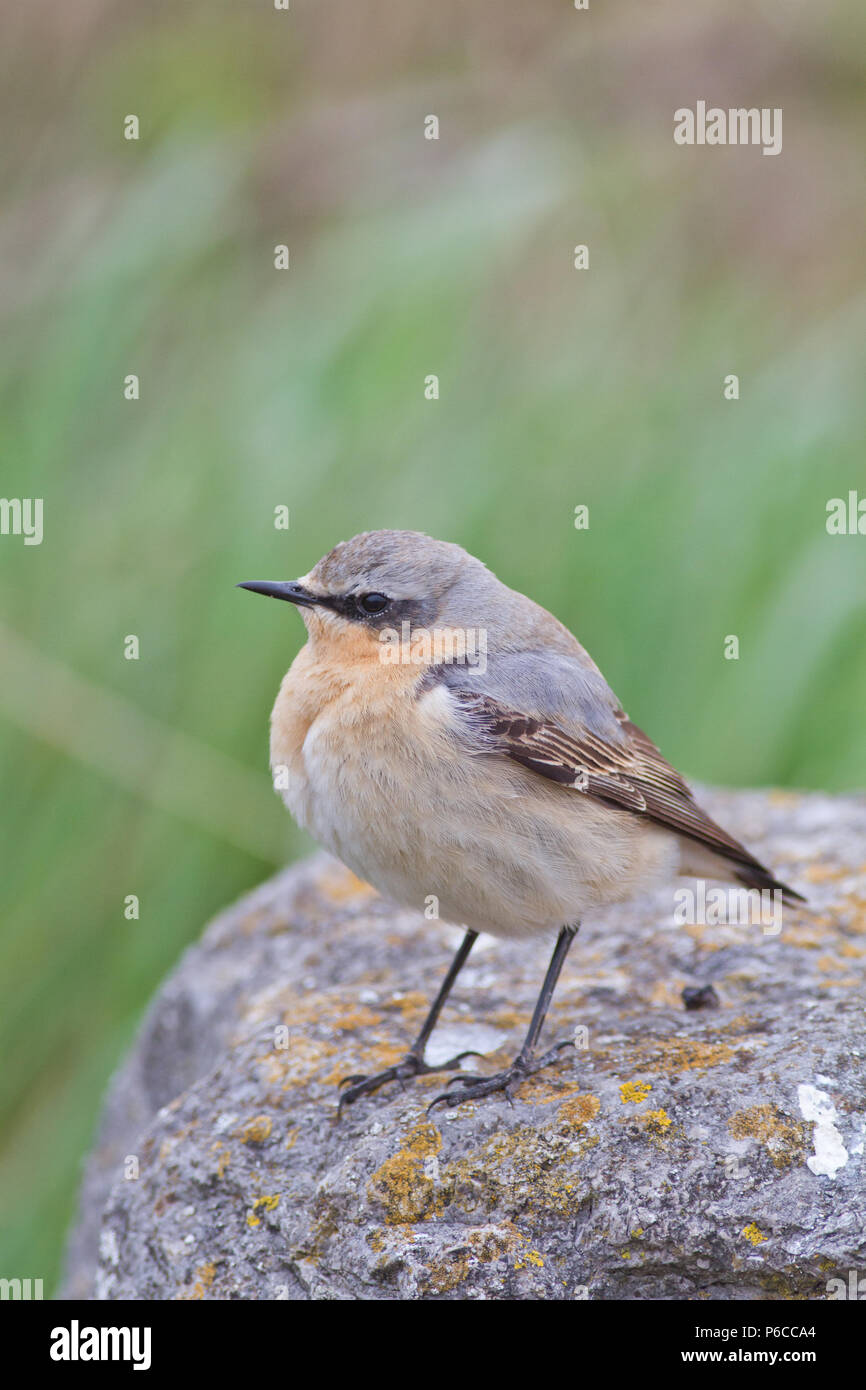 Adult male wheatear hi-res stock photography and images - Alamy