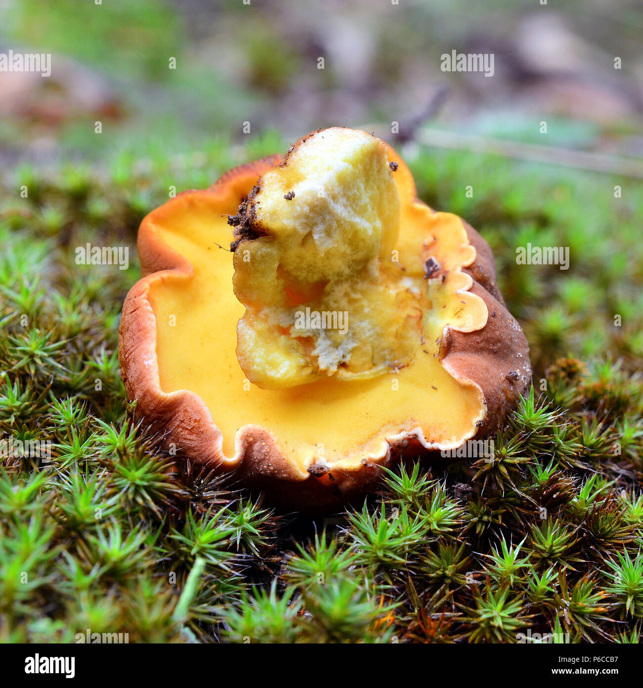 rare Butyriboletus appendiculatus mushroom on the ground, known as ...