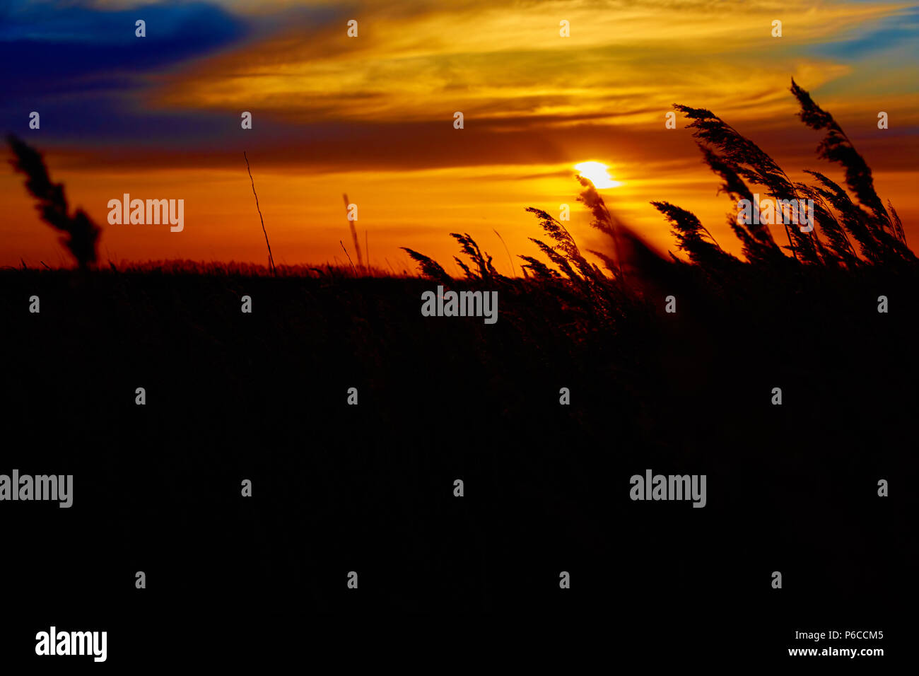 Sunset in the steppe. Silhouette of grass stalks on sunset background ...