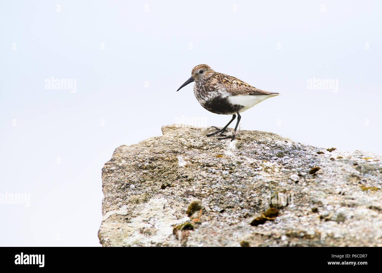 Plumage variable hi-res stock photography and images - Alamy