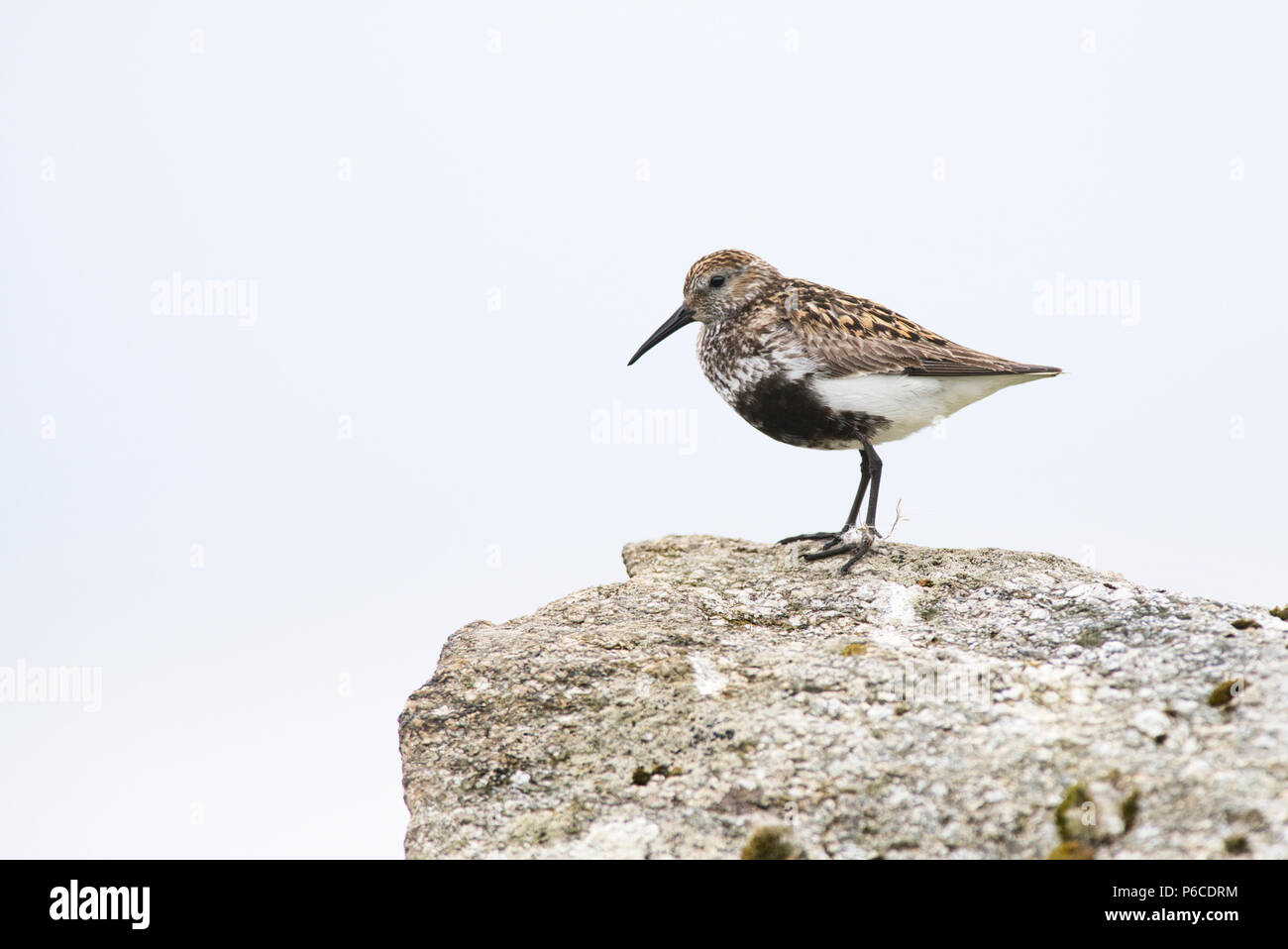 Dunlin (Calidris alpina) in summer plumage, Shetland Islands, UK Stock ...