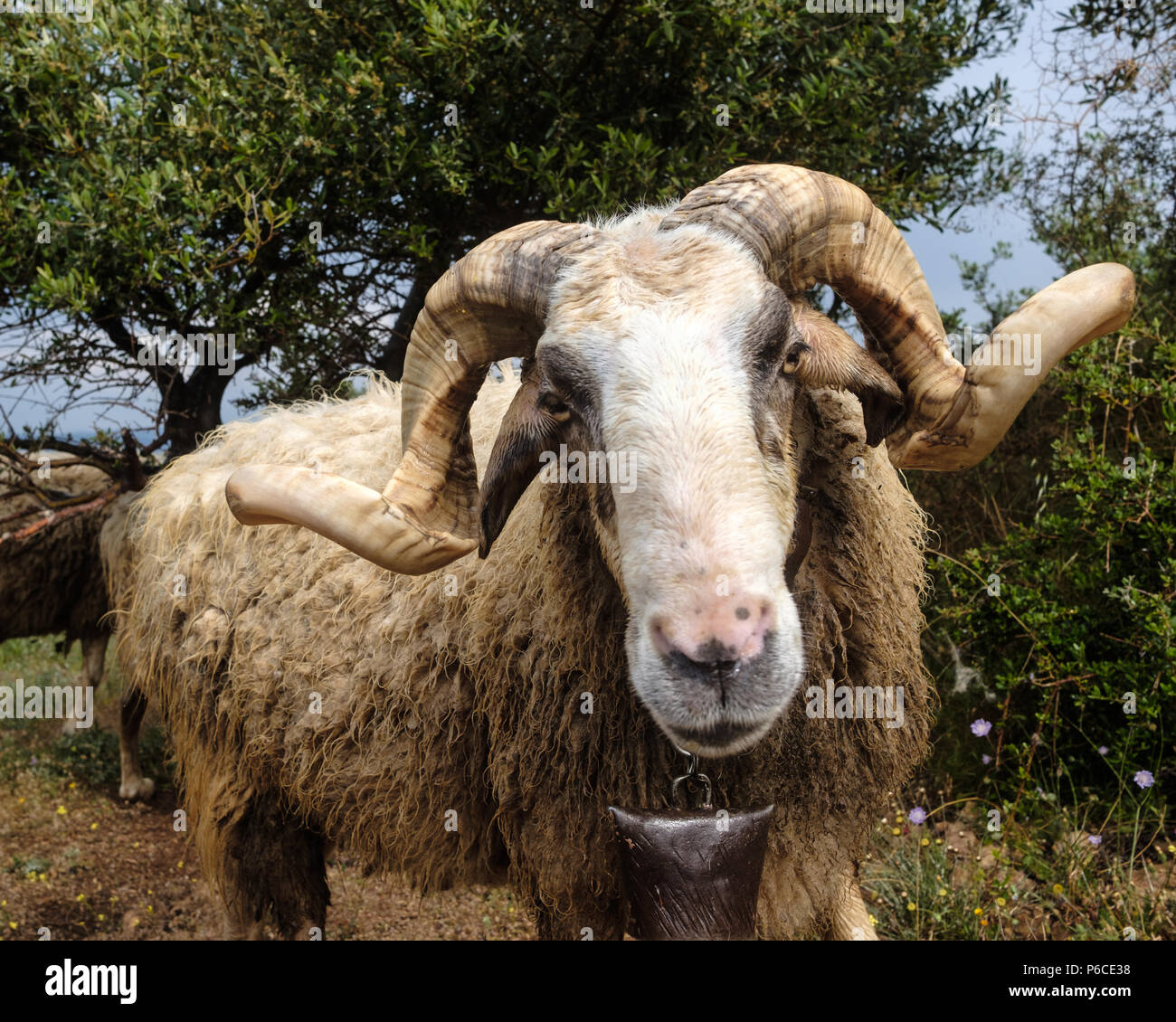 Free sheep hi-res stock photography and images - Alamy