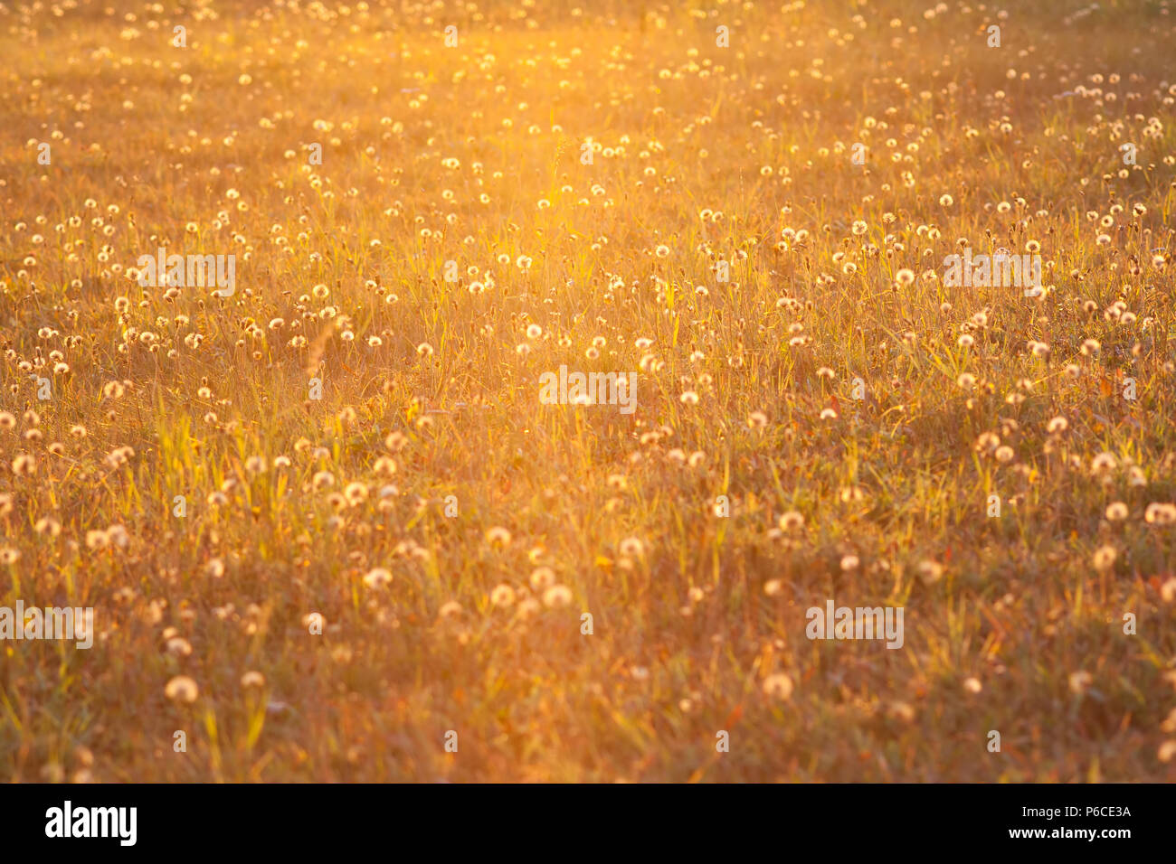 Late afternoon in our meadow hi-res stock photography and images - Alamy